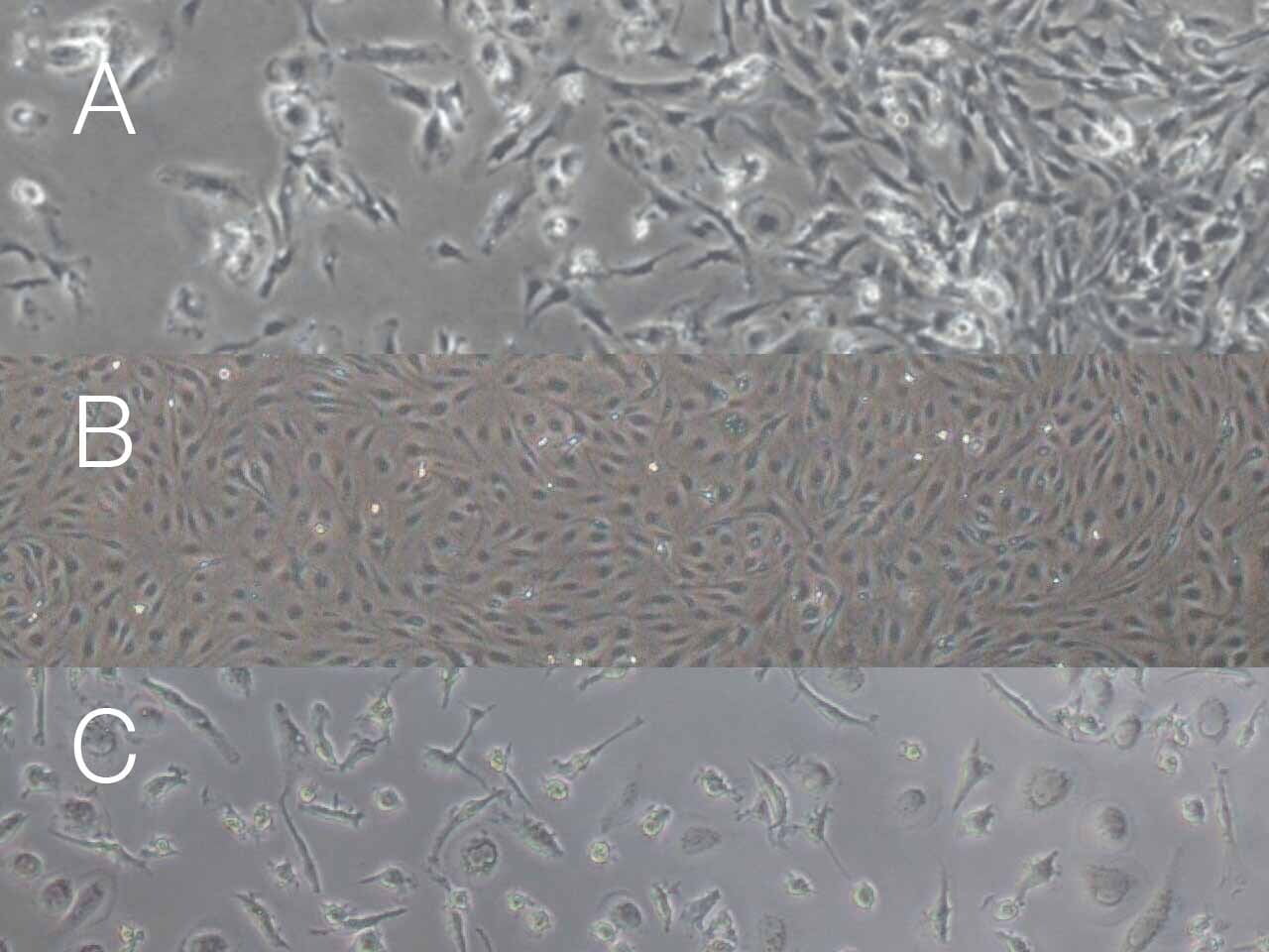 Non Parenchymal Cells | BeCytes Biotechnologies